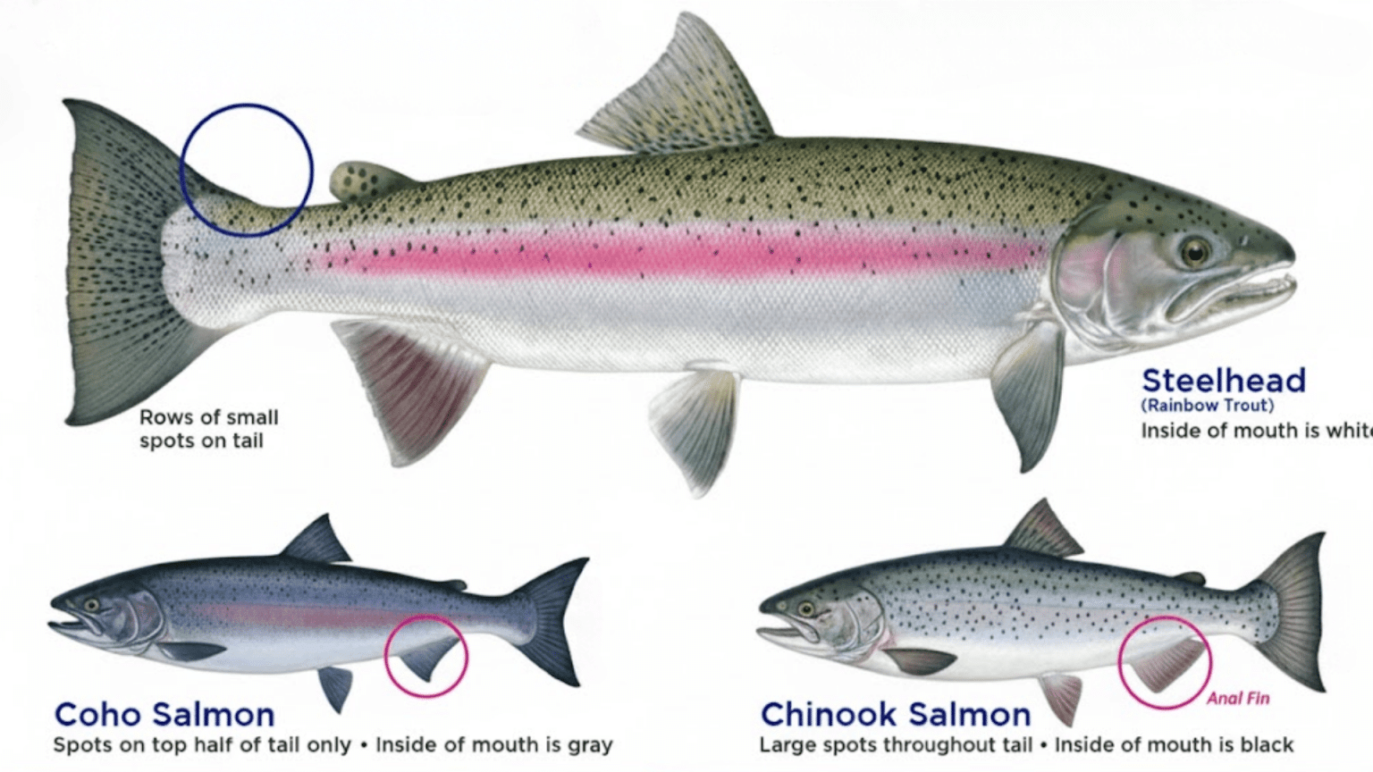 Steelhead vs Salmon: Key Differences for Home Cooks - Suzie The Foodie